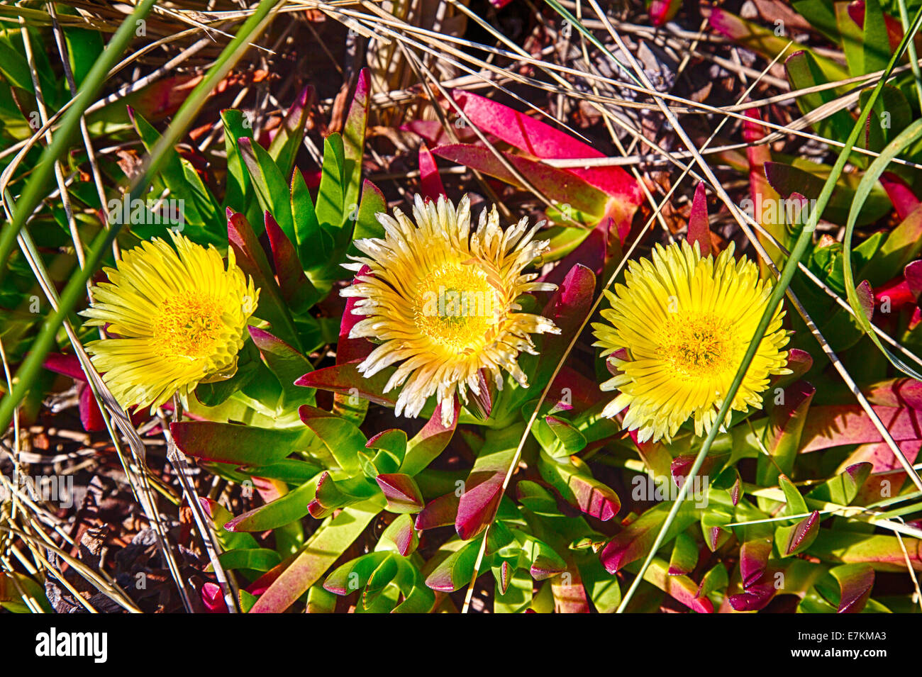 Detail of coastal wildflowers in point Reyes national Seashore ...