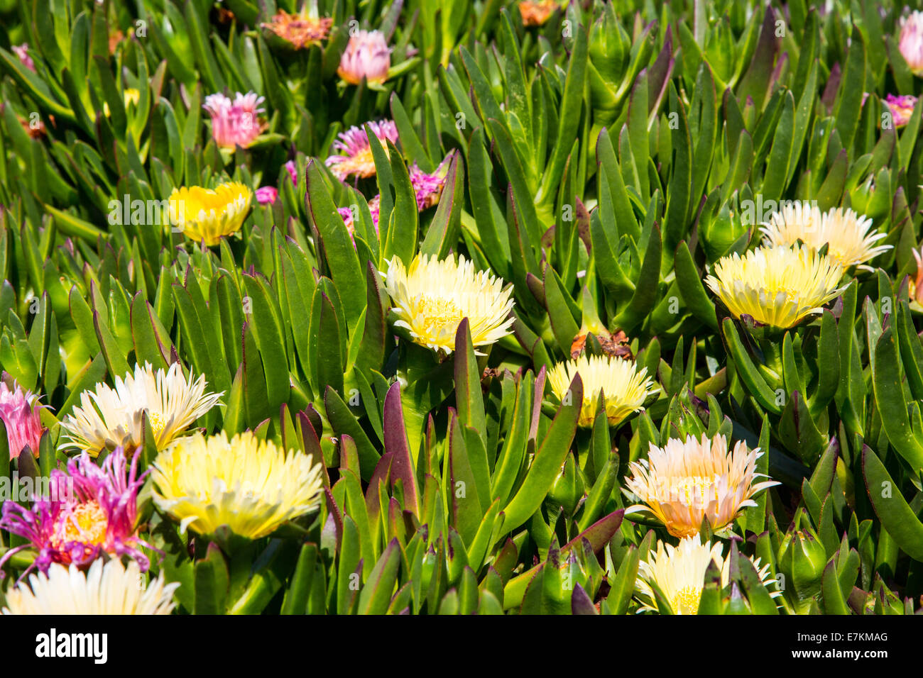 Detail of coastal wildflowers in point Reyes national Seashore ...