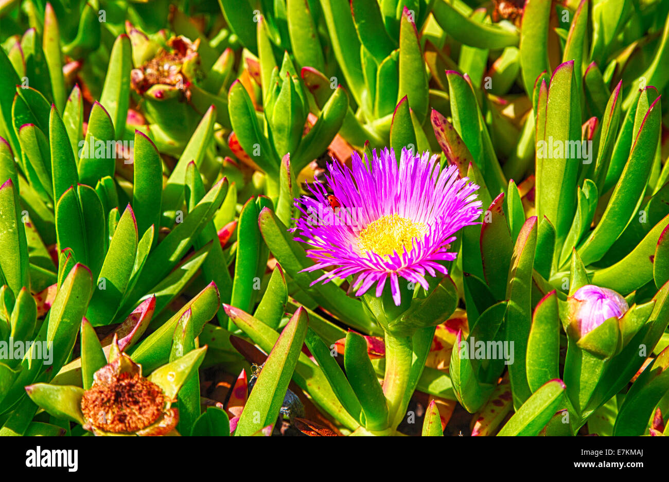 Detail of coastal wildflowers in point Reyes national Seashore ...