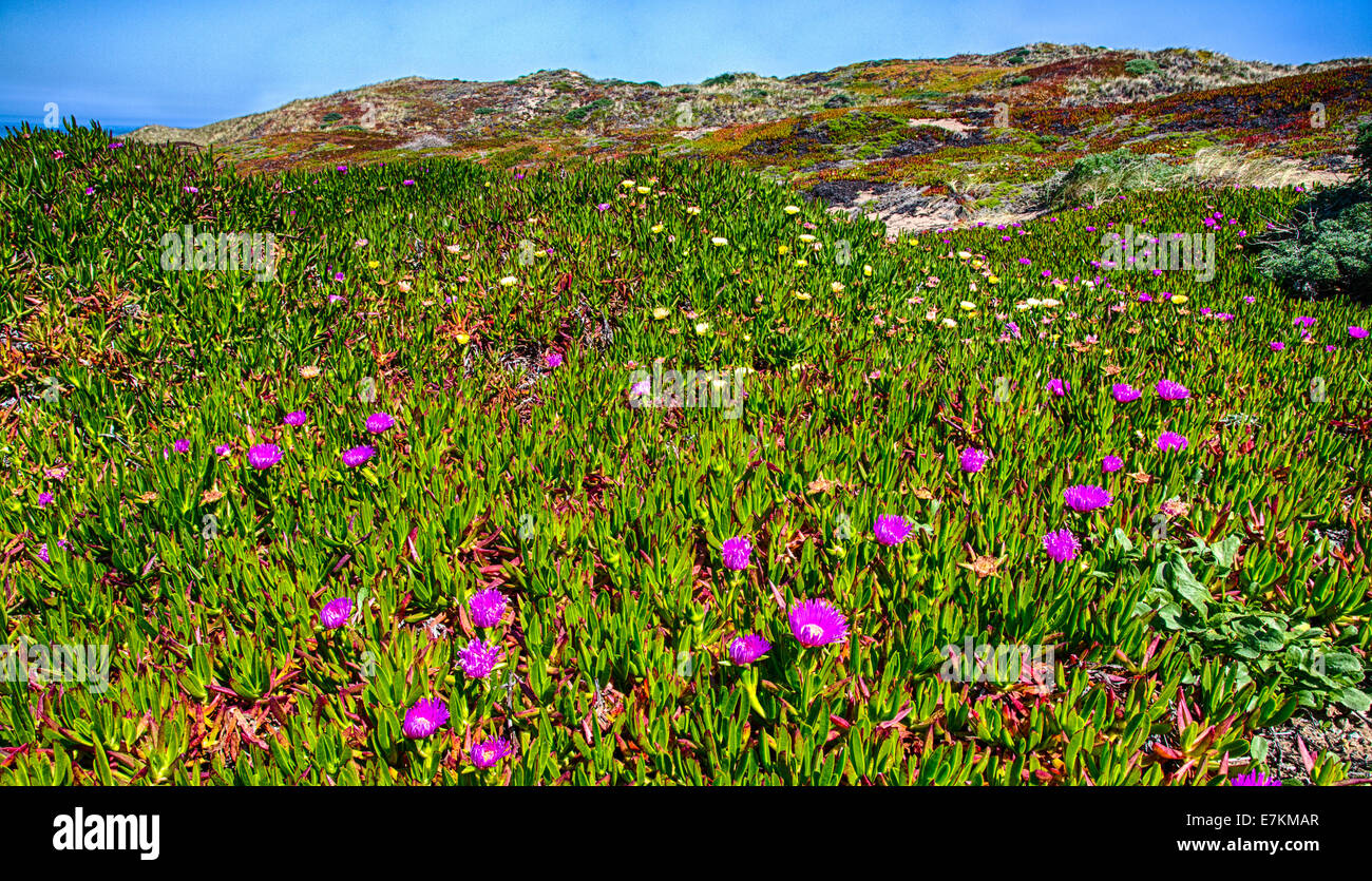 Wildflowers on the beach in Point Reyes National Seashore. California ...