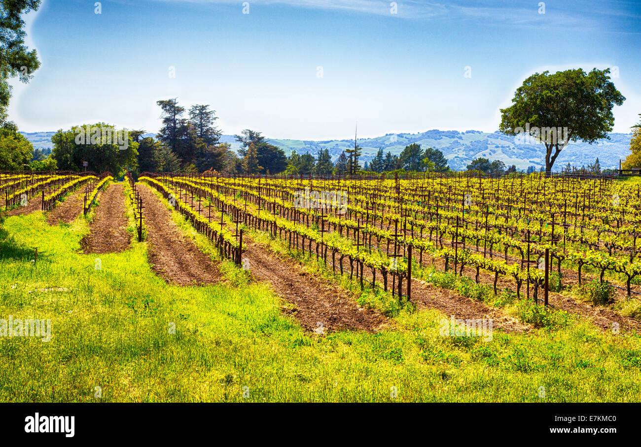 Sonoma county california vineyards hi-res stock photography and images ...