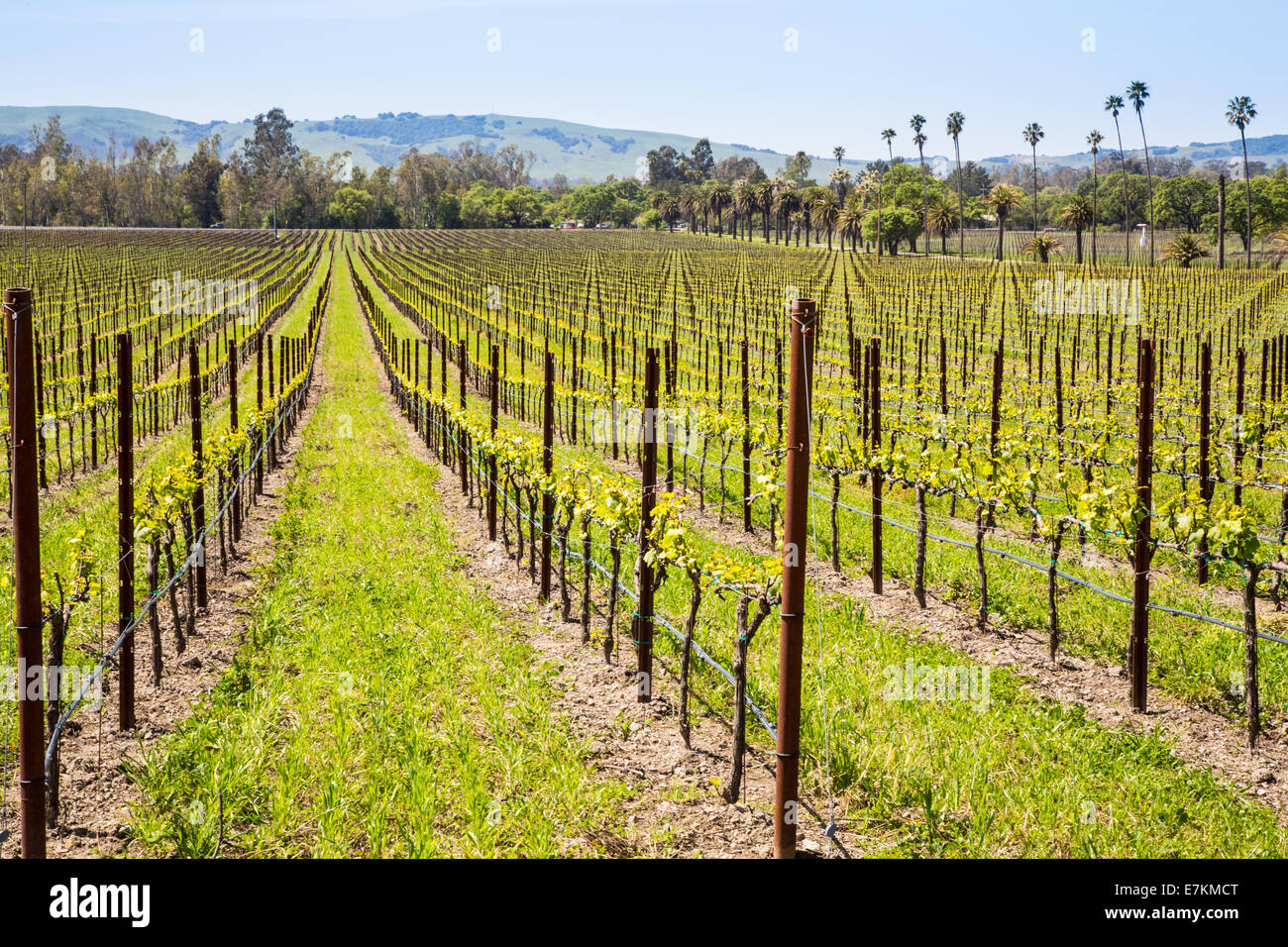 Sonoma county california vineyards hi-res stock photography and images ...