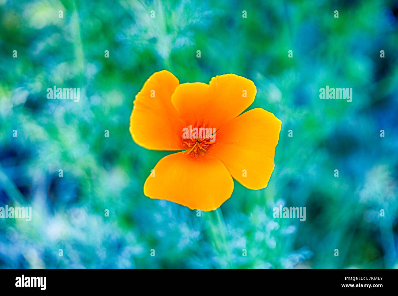A macro shot of a California Poppy. The official state flower of ...