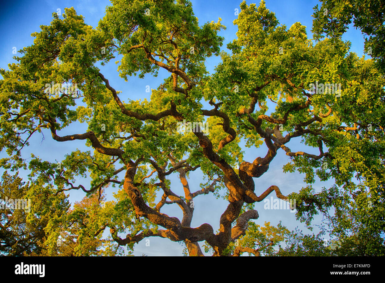 An oak tree with broad limbs display spring leaves Stock Photo - Alamy