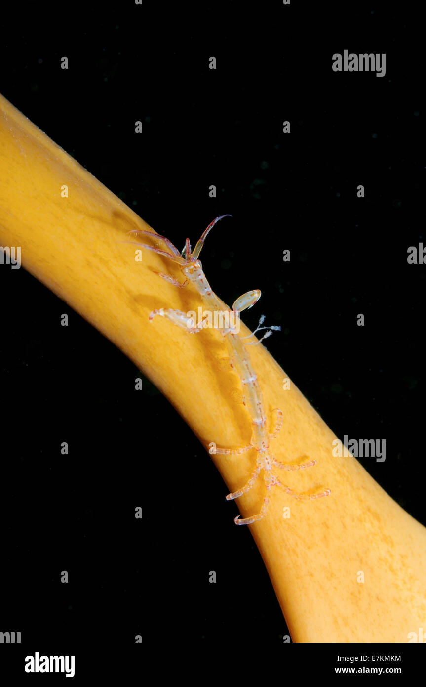 Geraamte hi-res stock photography and images - Alamy