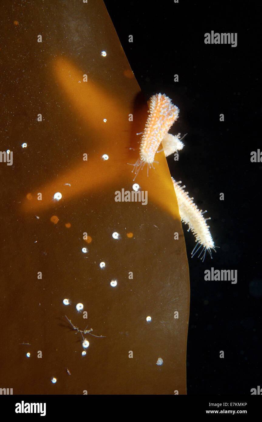 Asterias vulgaris hi-res stock photography and images - Alamy