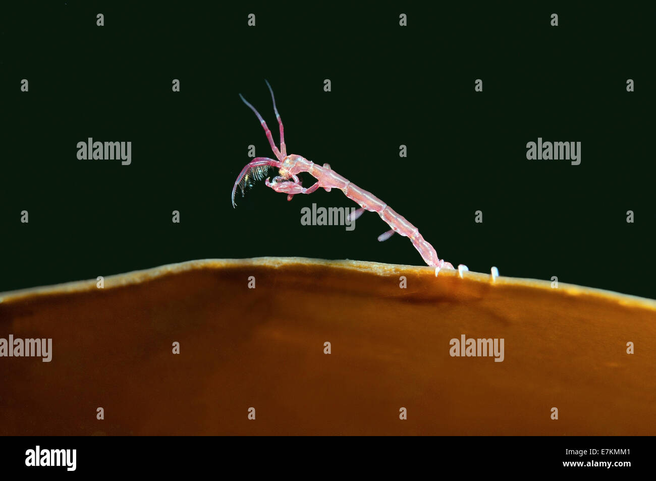 Skeleton shrimp or ghost shrimps (Caprella linearis) White sea, Karelia ...