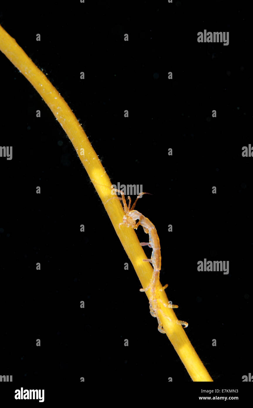 Skeleton shrimp or ghost shrimps (Caprella linearis) White sea, Karelia ...