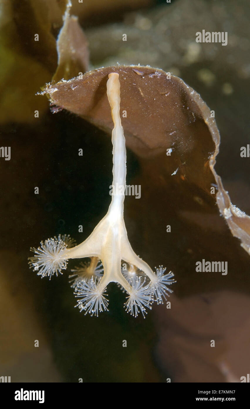 Stalked jellyfish (Lucernaria quadricornis) White sea, Karelia, Arctic ...