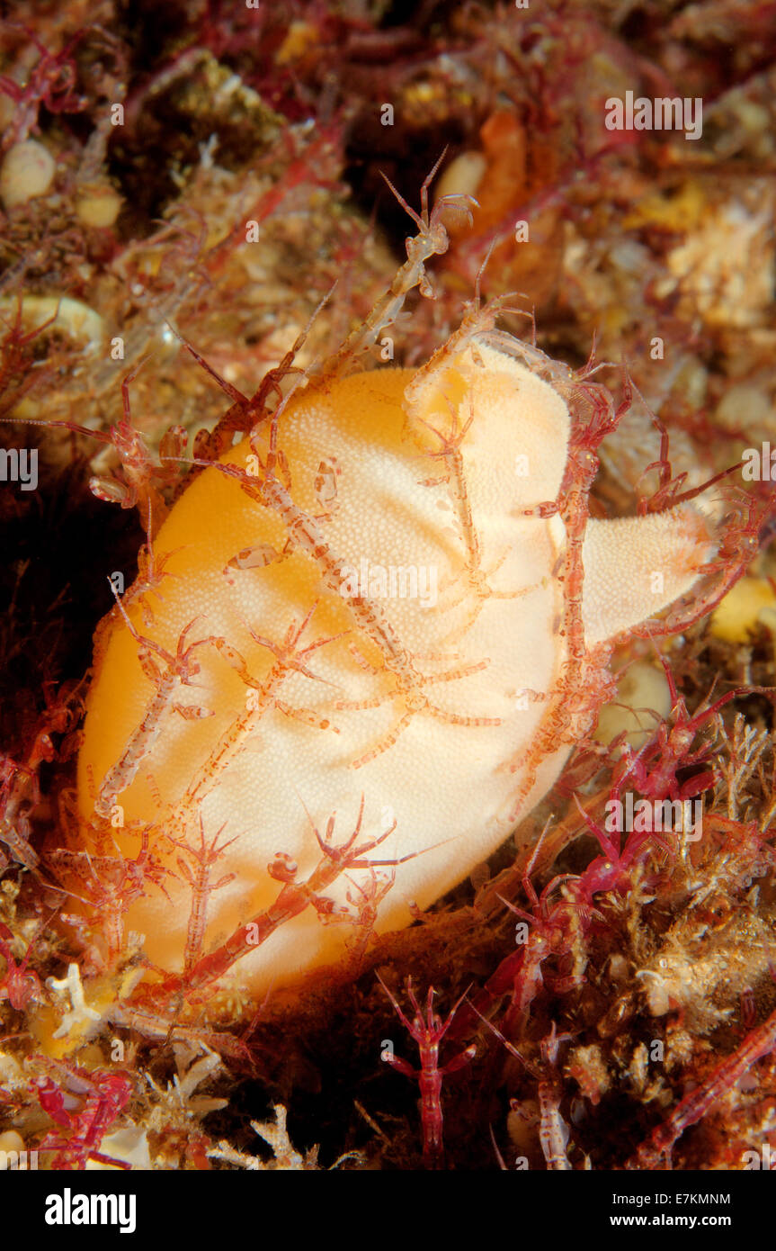 Skeleton shrimp or ghost shrimps (Caprella linearis) White sea, Karelia ...