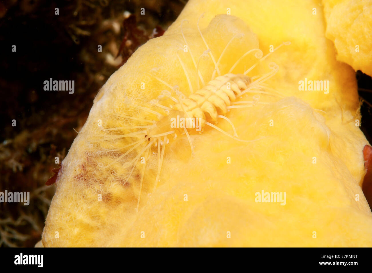 Polychaeta worm (Pterosyllis finmarchica) White sea, Karelia, Arctic ...