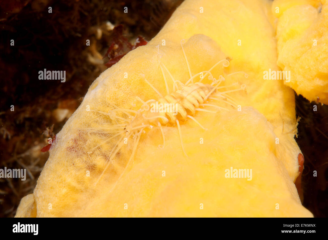 Polychaeta worm (Pterosyllis finmarchica) White sea, Karelia, Arctic ...