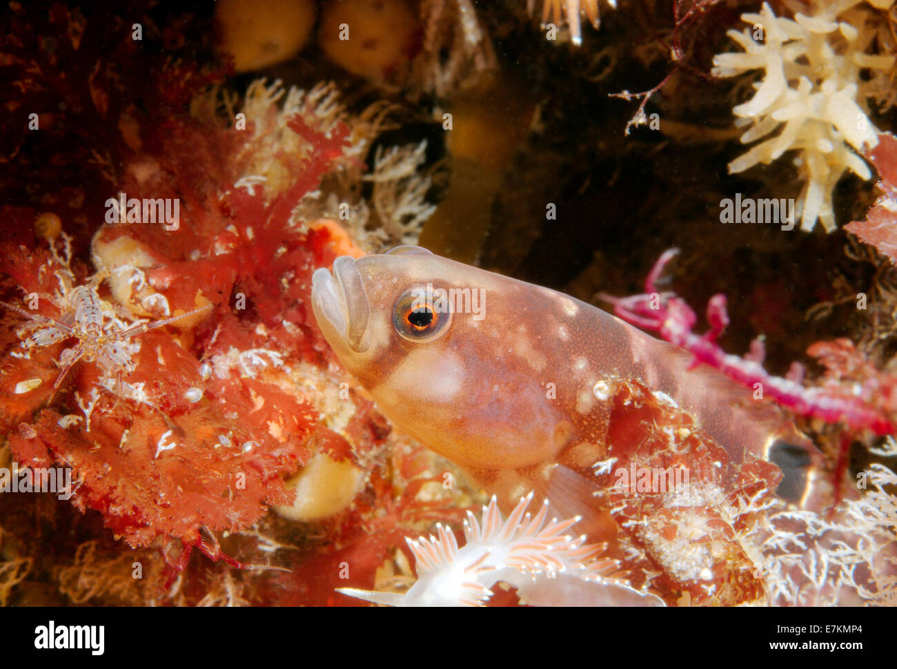 Rock gunnel (Pholis gunnellus) White sea, Karelia, Arctic, Russian ...