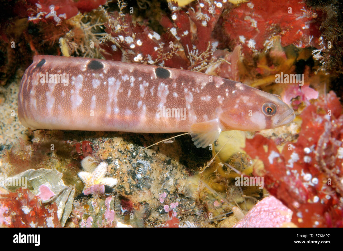Rock gunnel (Pholis gunnellus) White sea, Karelia, Arctic, Russian ...