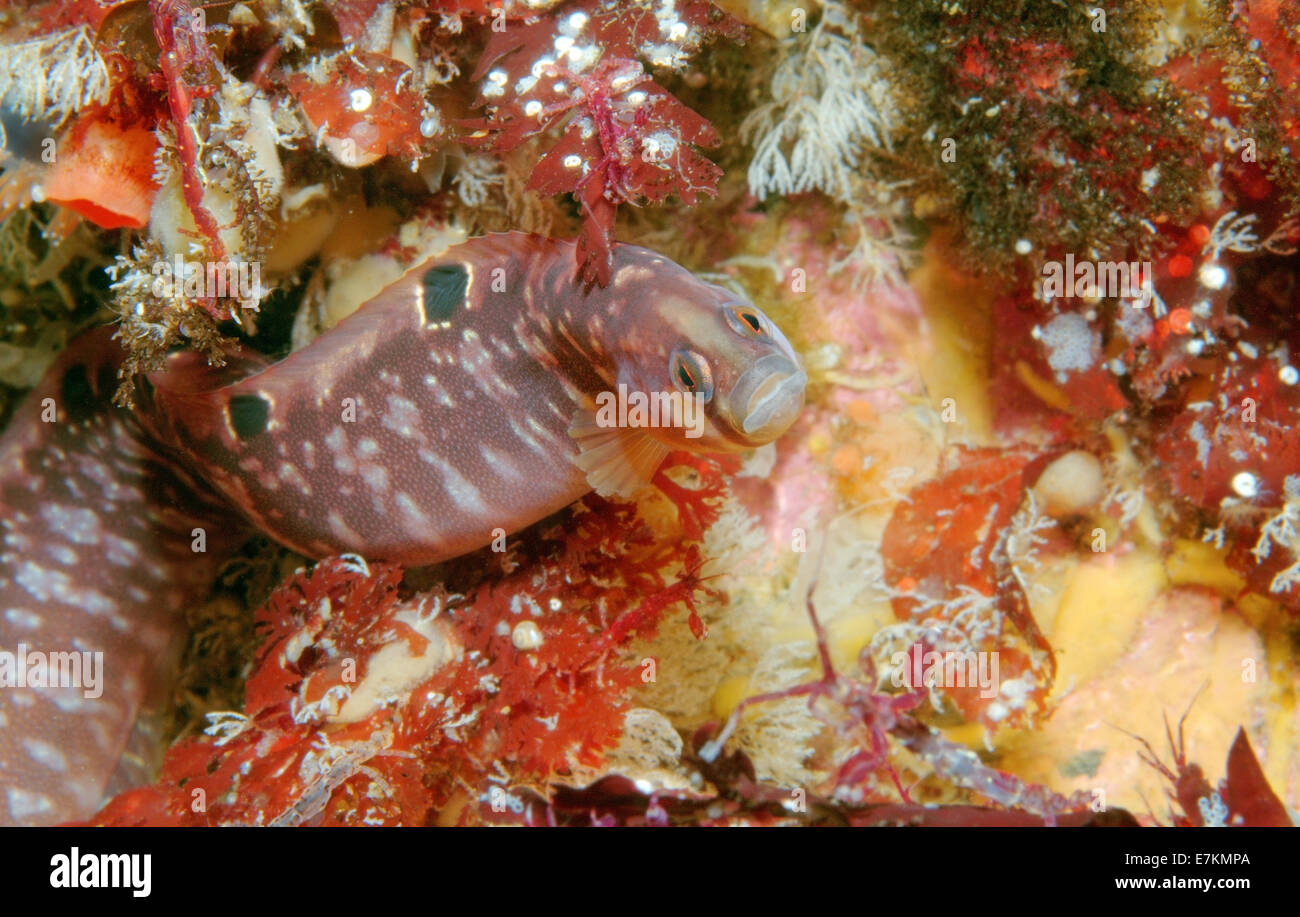 Rock gunnel (Pholis gunnellus) White sea, Karelia, Arctic, Russian ...
