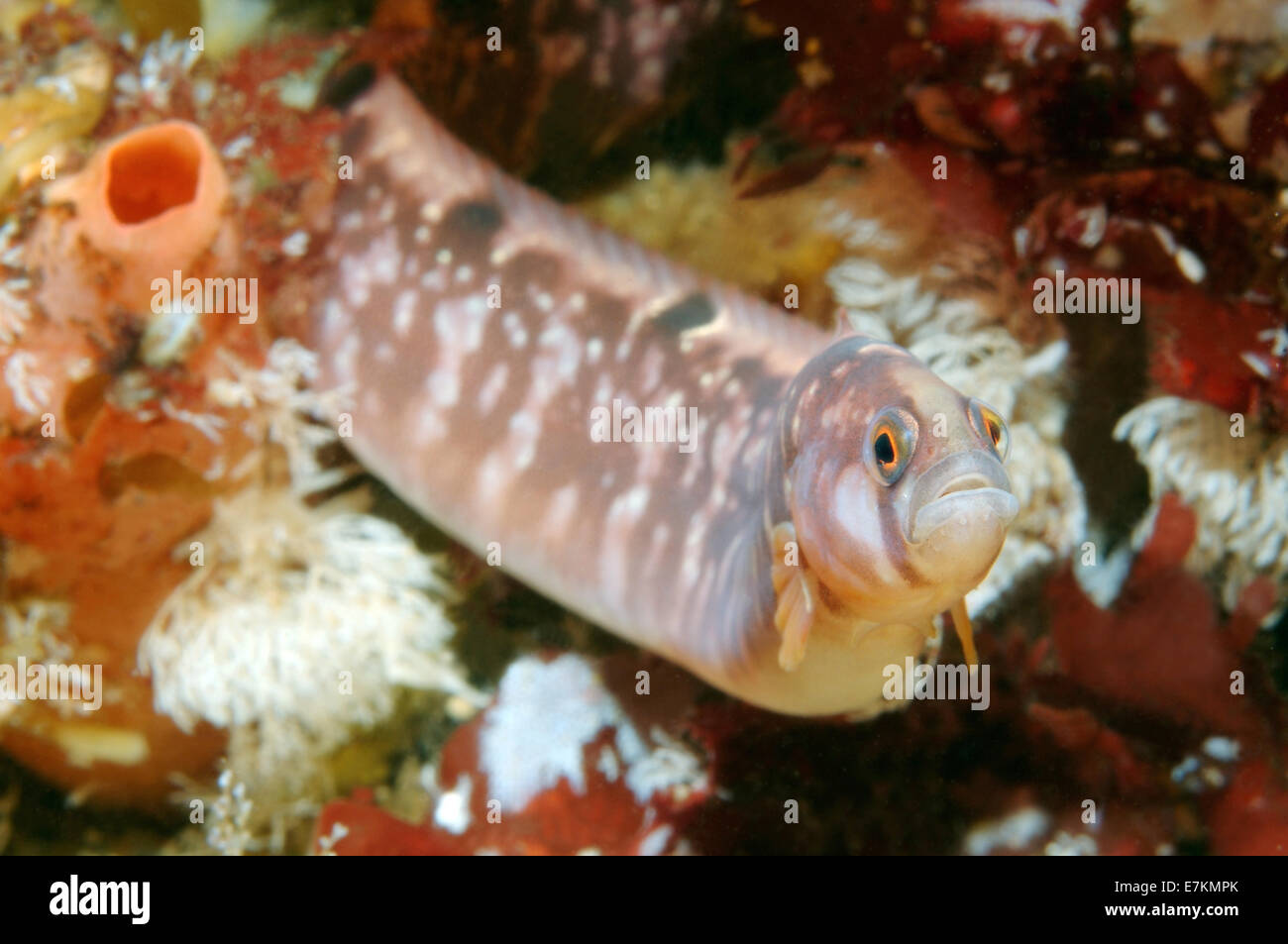 Rock gunnel (Pholis gunnellus) White sea, Karelia, Arctic, Russian ...