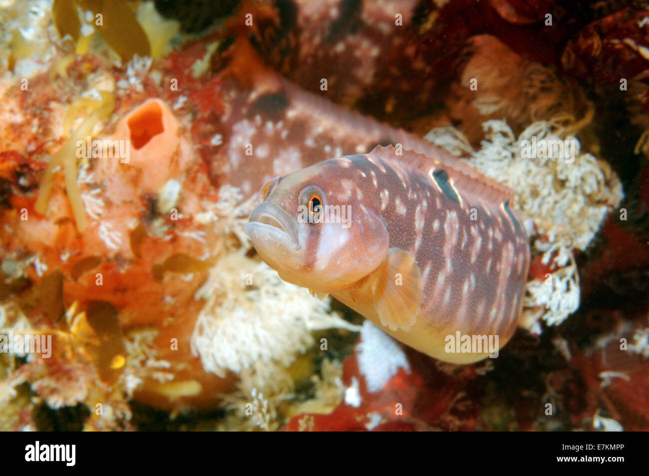 Rock gunnel (Pholis gunnellus) White sea, Karelia, Arctic, Russian ...