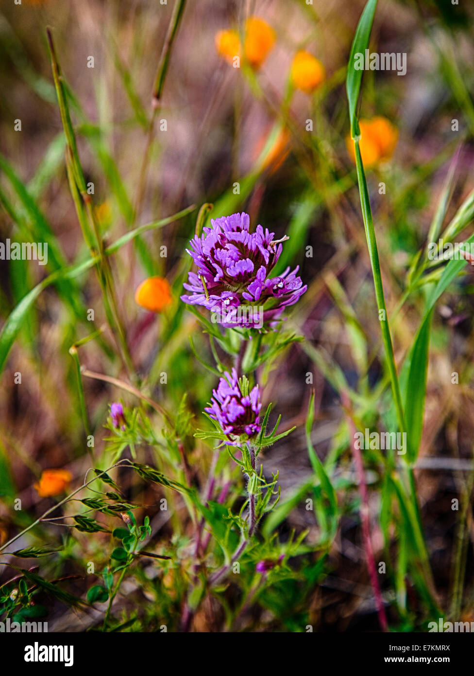 Owl's Clover blossom's in the early days of spring. Merced River Canyon ...
