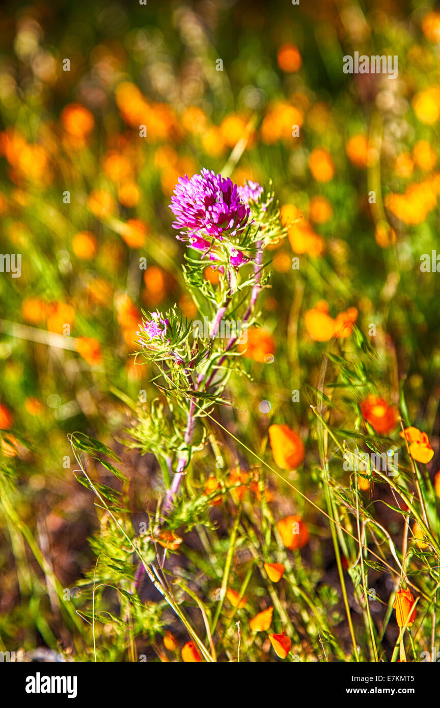 Owl's Clover blossom's in the early days of spring. Merced River Canyon ...