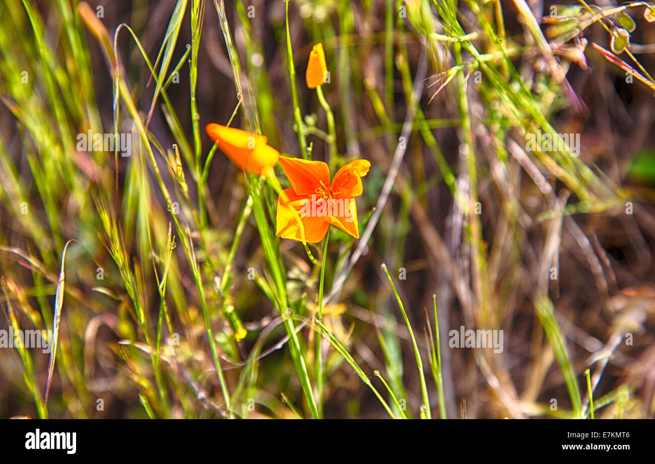 A macro shot of a California Poppy. The official state flower of ...