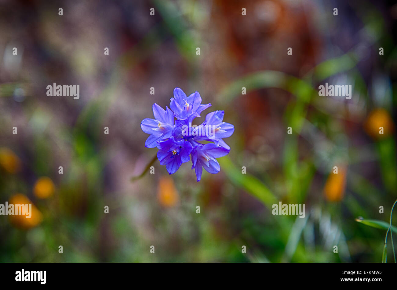 Blue Wildflowers in the Merced River Canyon. California Stock Photo - Alamy
