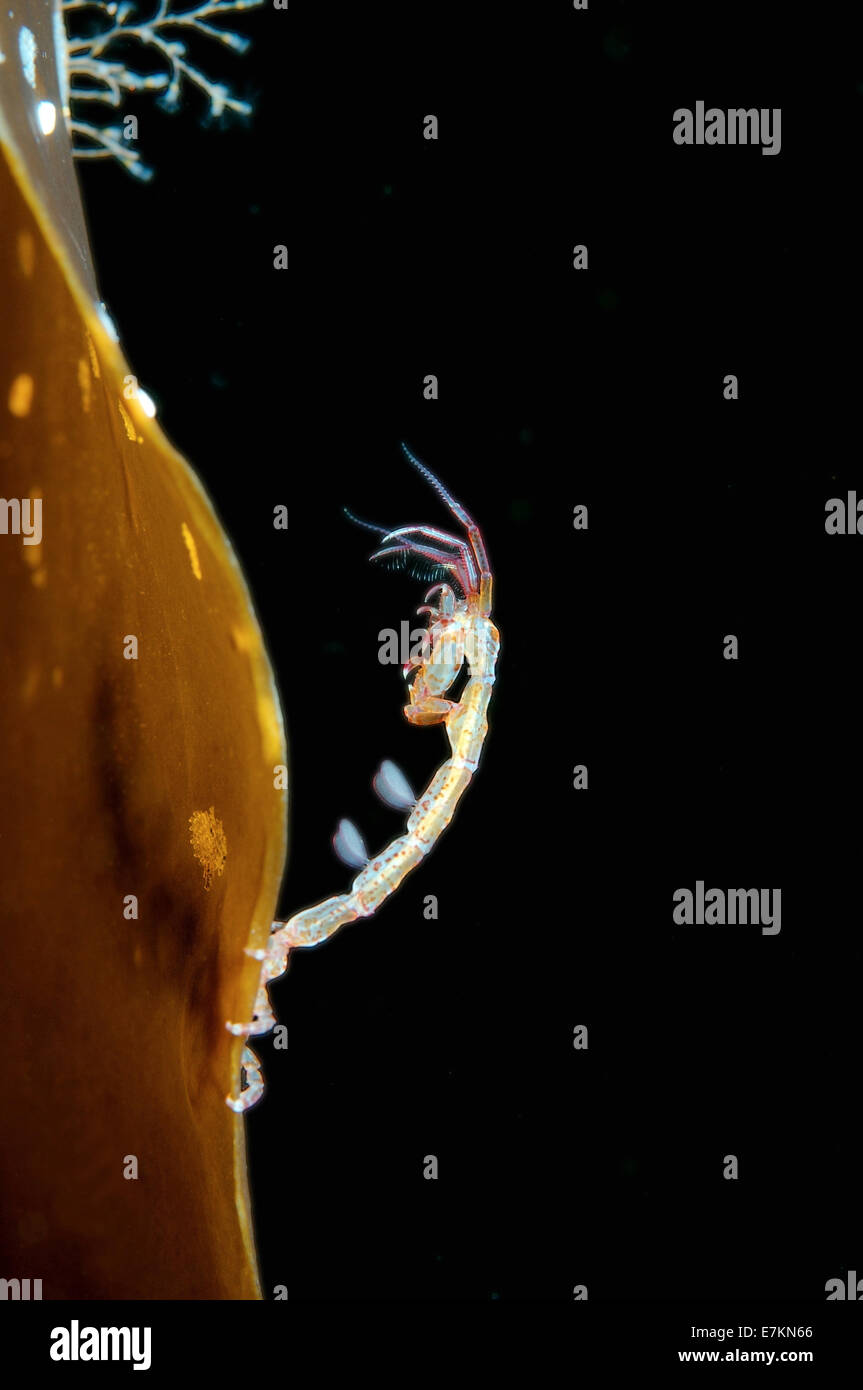 Skeleton shrimp or ghost shrimps (Caprella linearis) White sea, Karelia ...