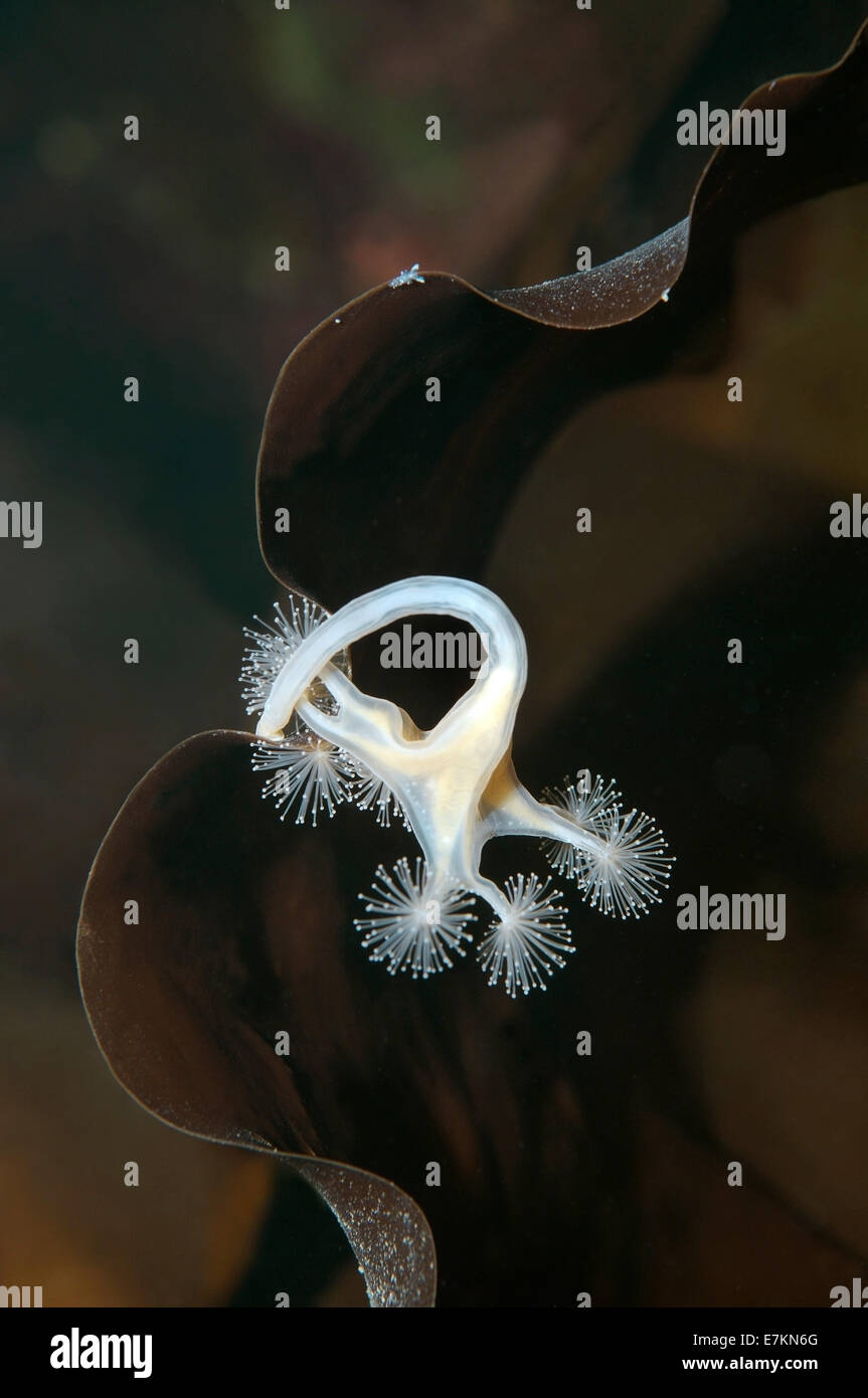 Stalked jellyfish (Lucernaria quadricornis) White sea, Karelia, Arctic ...