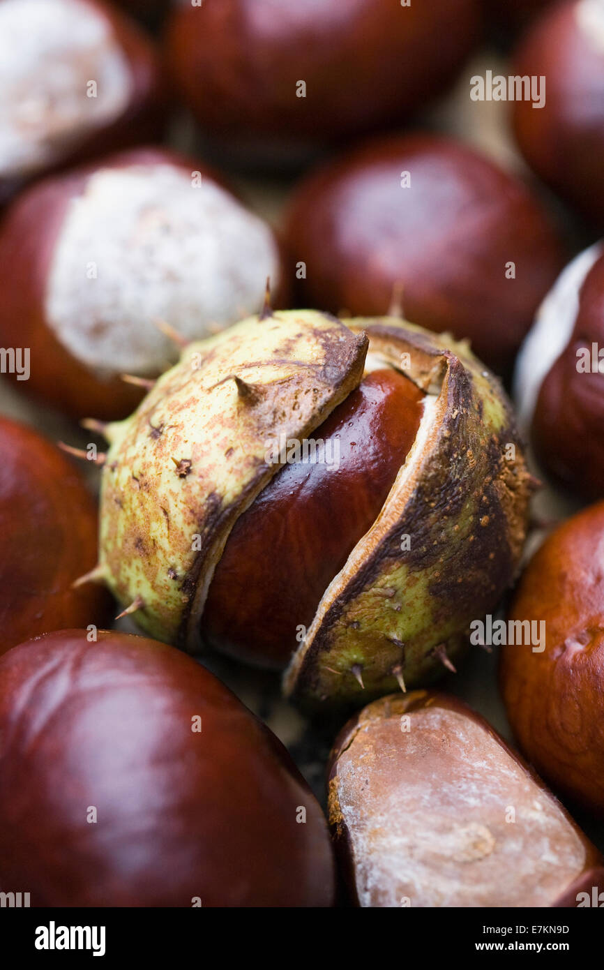 Chestnut cases hi-res stock photography and images - Alamy