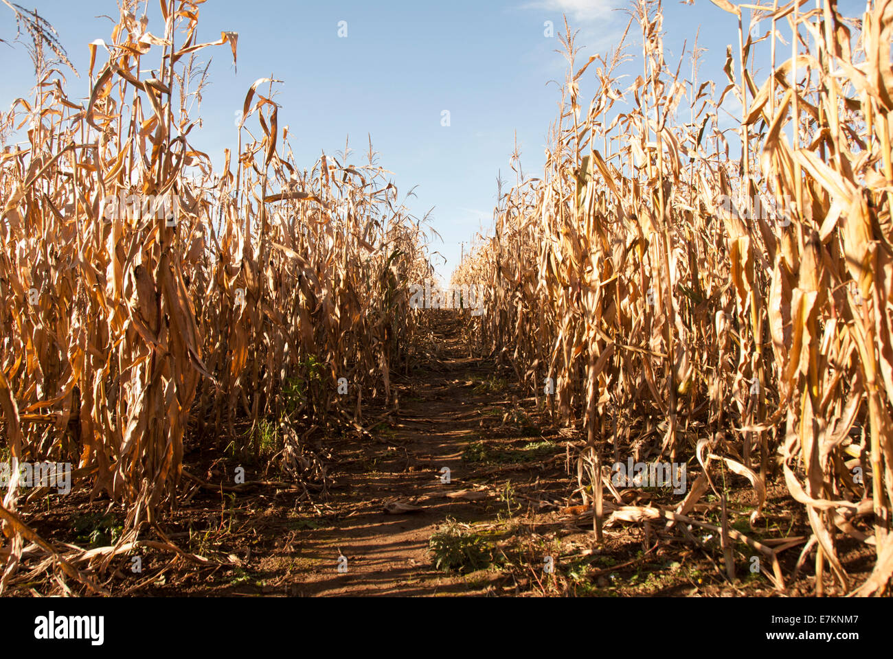 Corn field summer time Stock Photo - Alamy