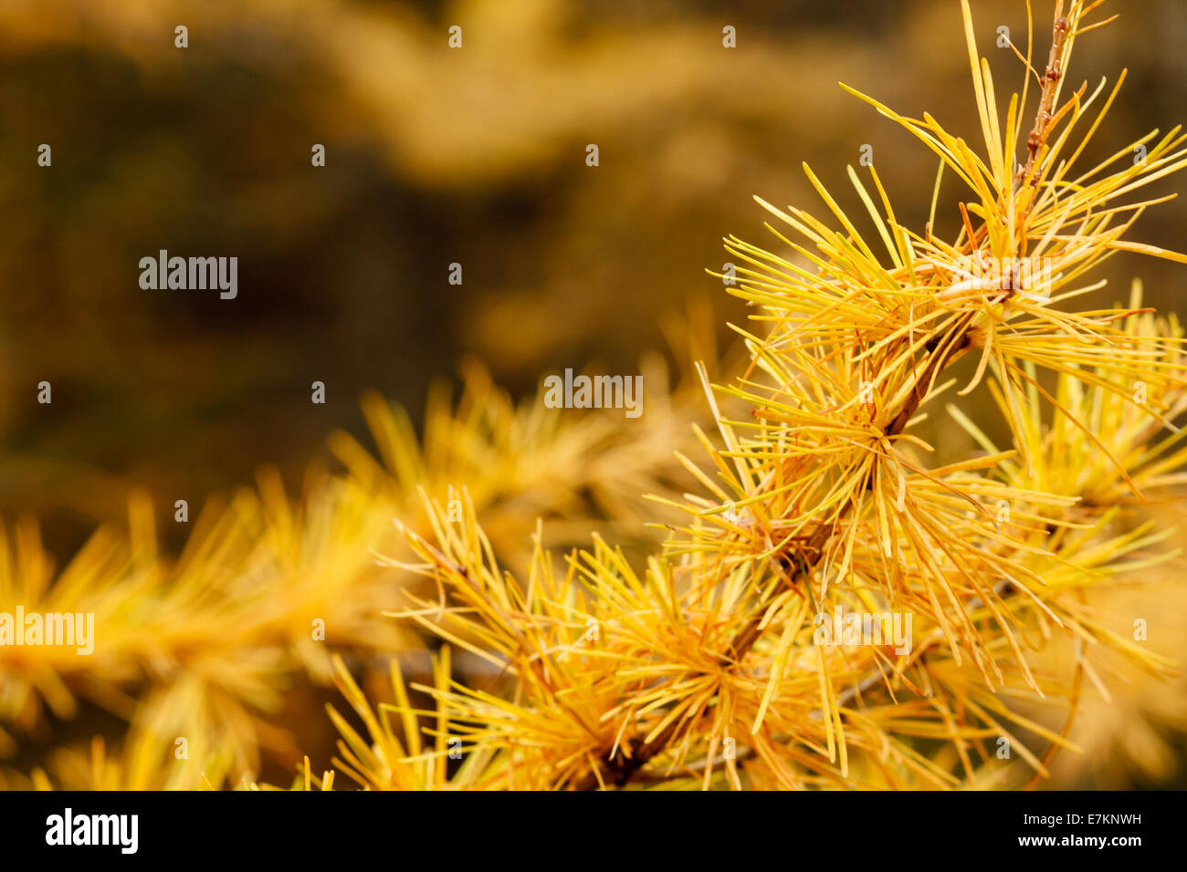 Autumn yellow larch tree hi-res stock photography and images - Alamy