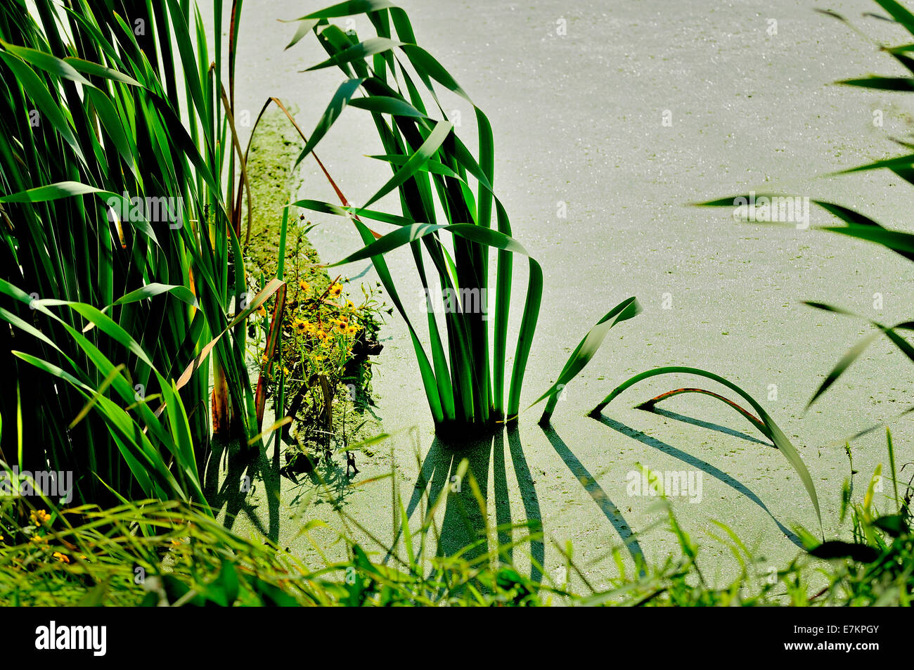 T latifolia hi-res stock photography and images - Alamy