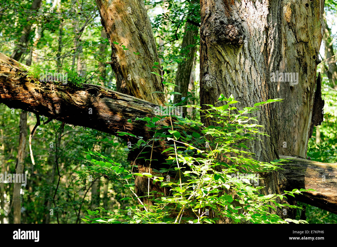 Trees downed hi-res stock photography and images - Alamy