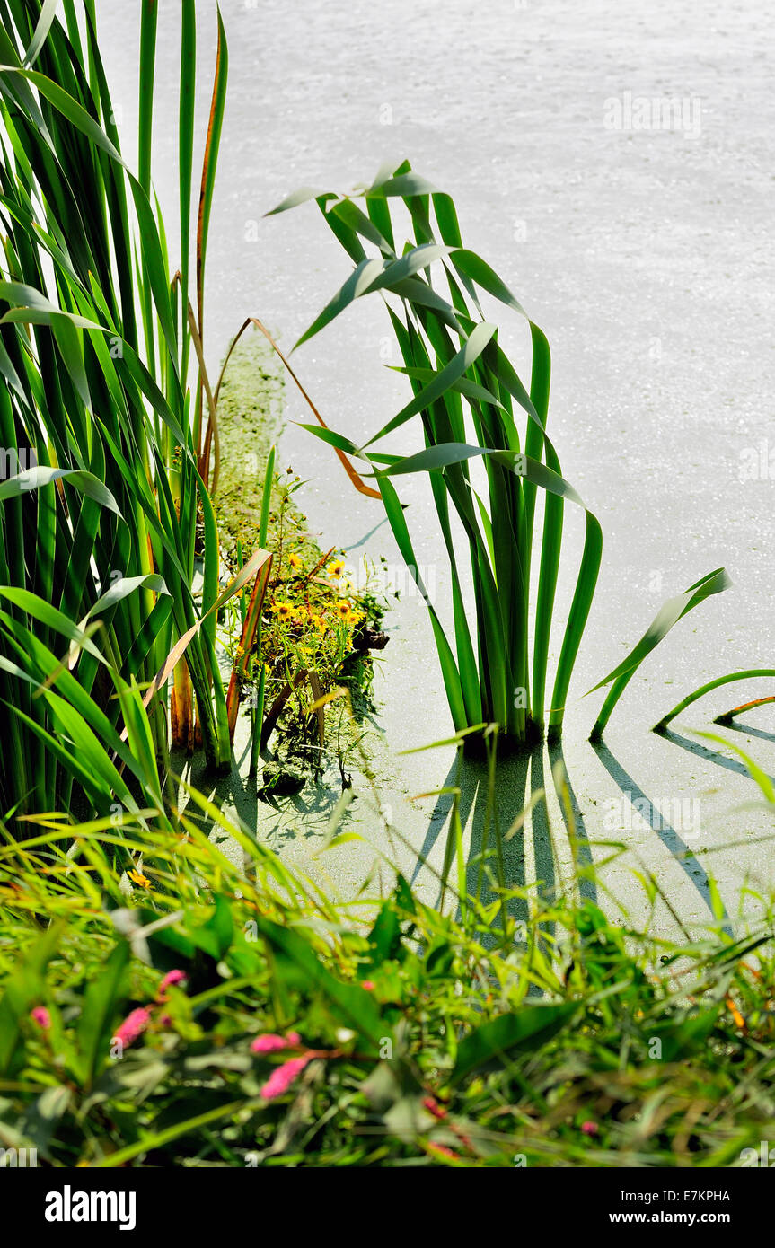 Abstract view of Cattail stalks growing in marshland. (T. latifolia ...