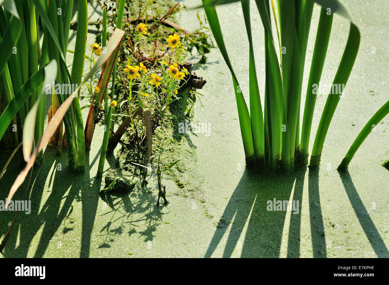 Abstract view of Cattail stalks growing in marshland. (T. latifolia ...