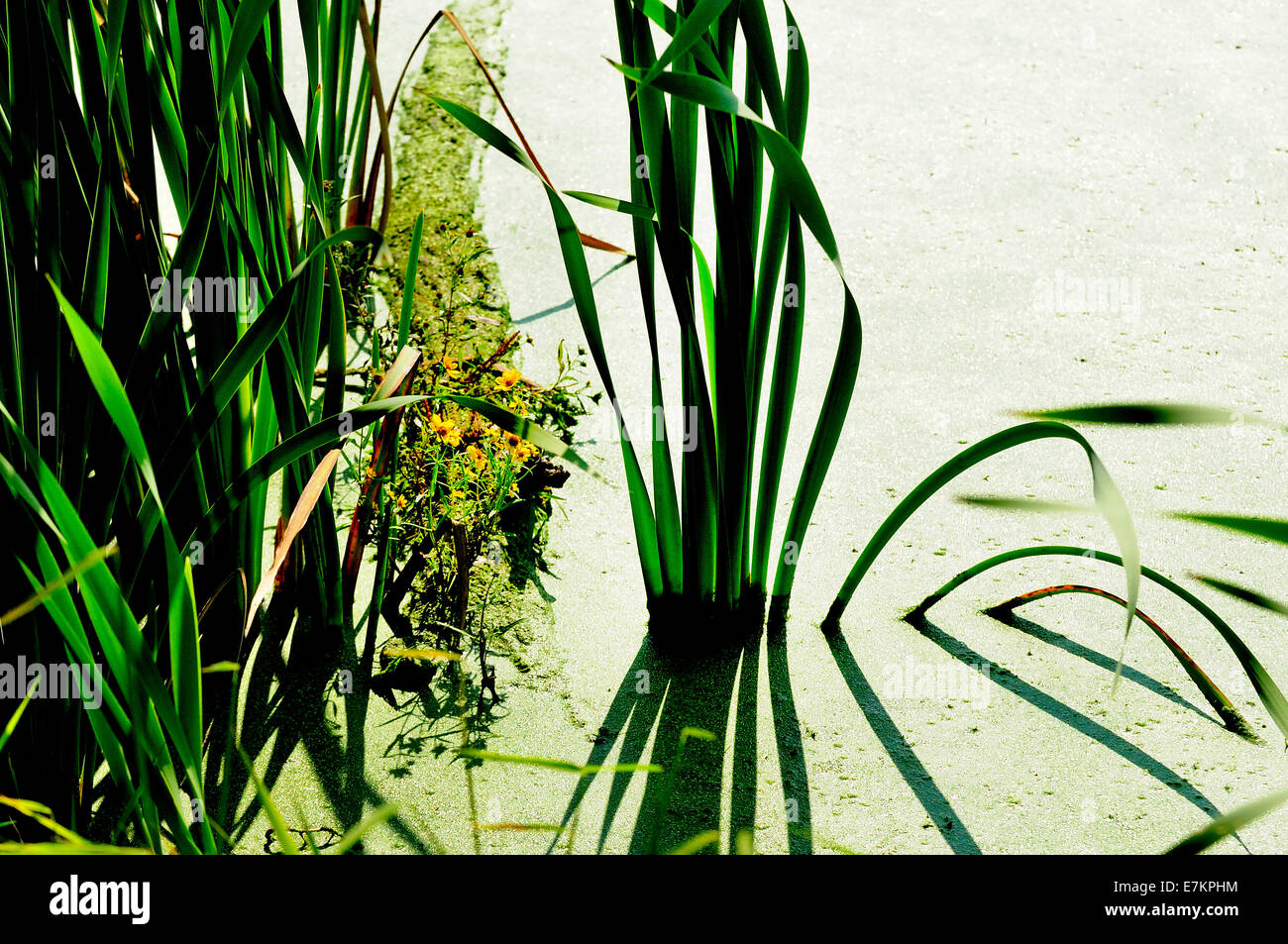 Abstract view of Cattail stalks growing in marshland. (T. latifolia ...