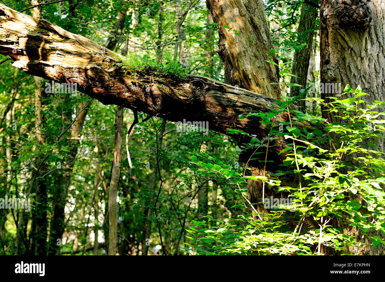 Fallen downed trees hi-res stock photography and images - Alamy