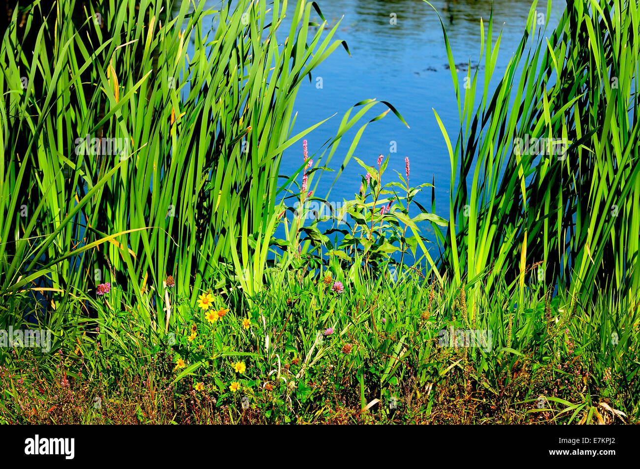 Marshland plants hi-res stock photography and images - Alamy