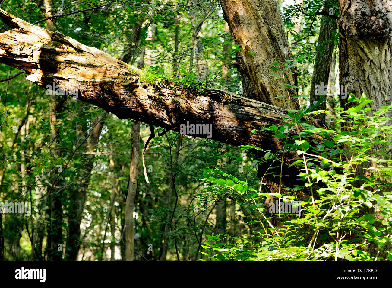 Fallen downed trees hi-res stock photography and images - Alamy
