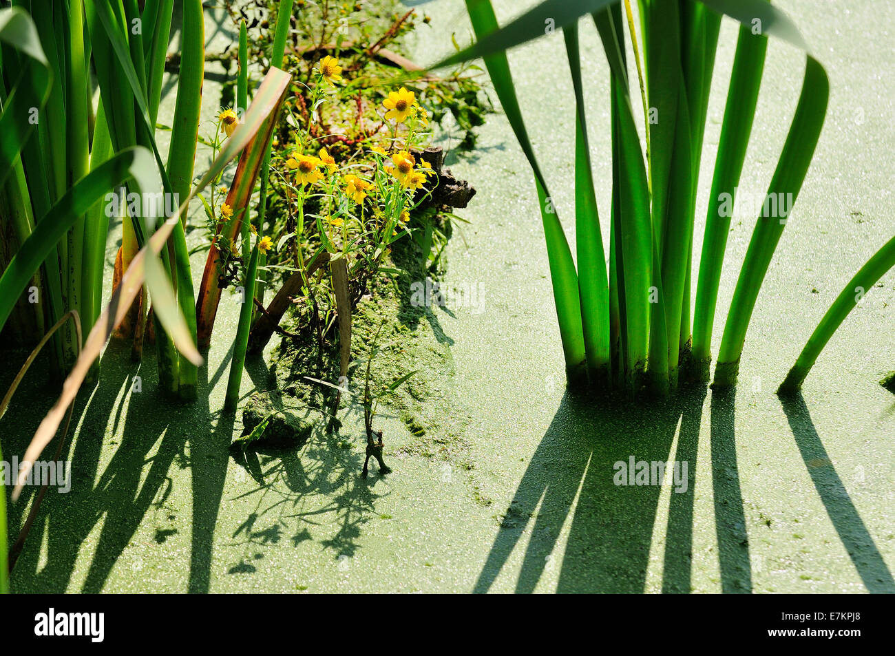 Abstract view of Cattail stalks growing in marshland. (T. latifolia ...