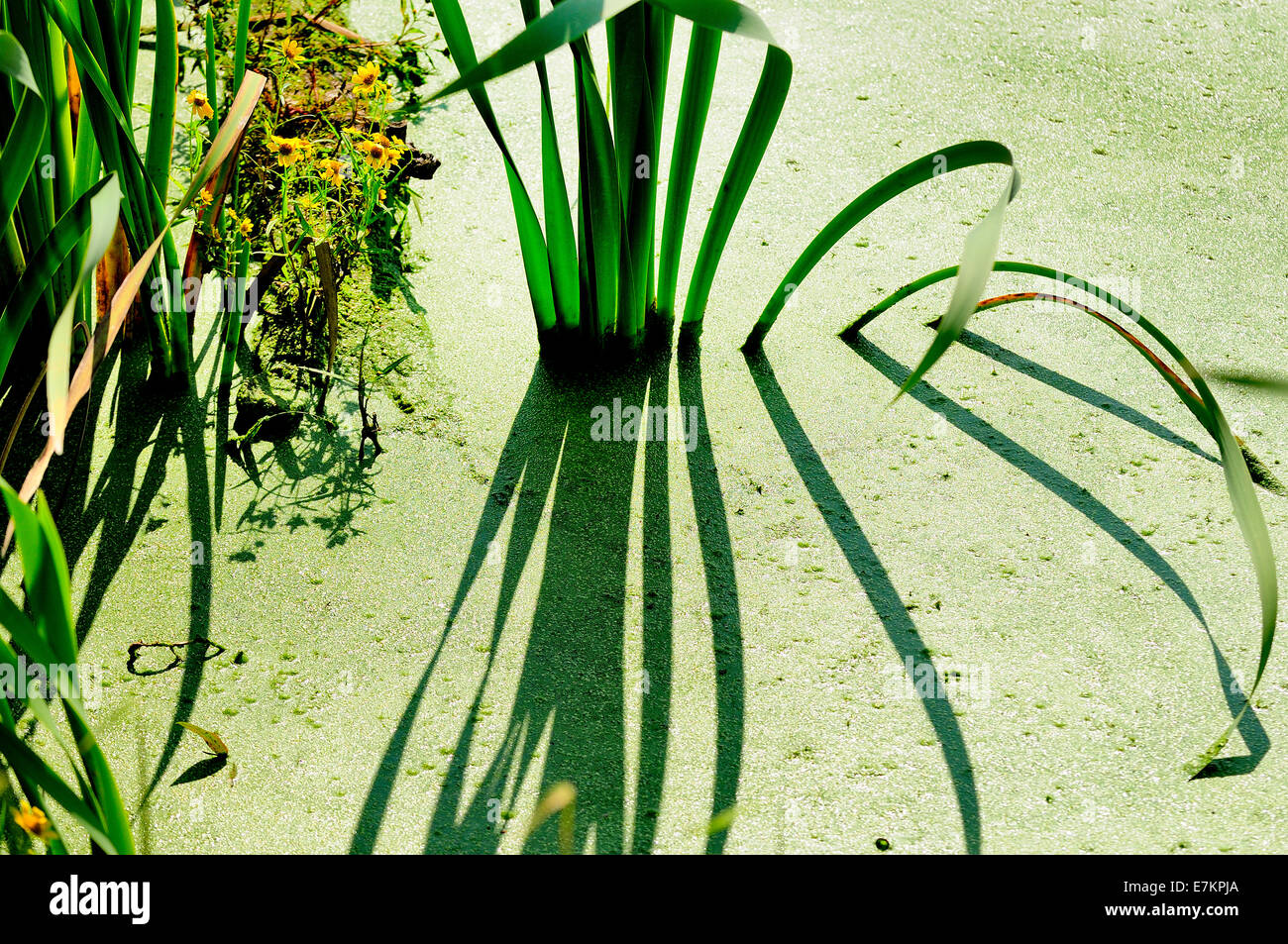 Abstract view of Cattail stalks growing in marshland. (T. latifolia ...