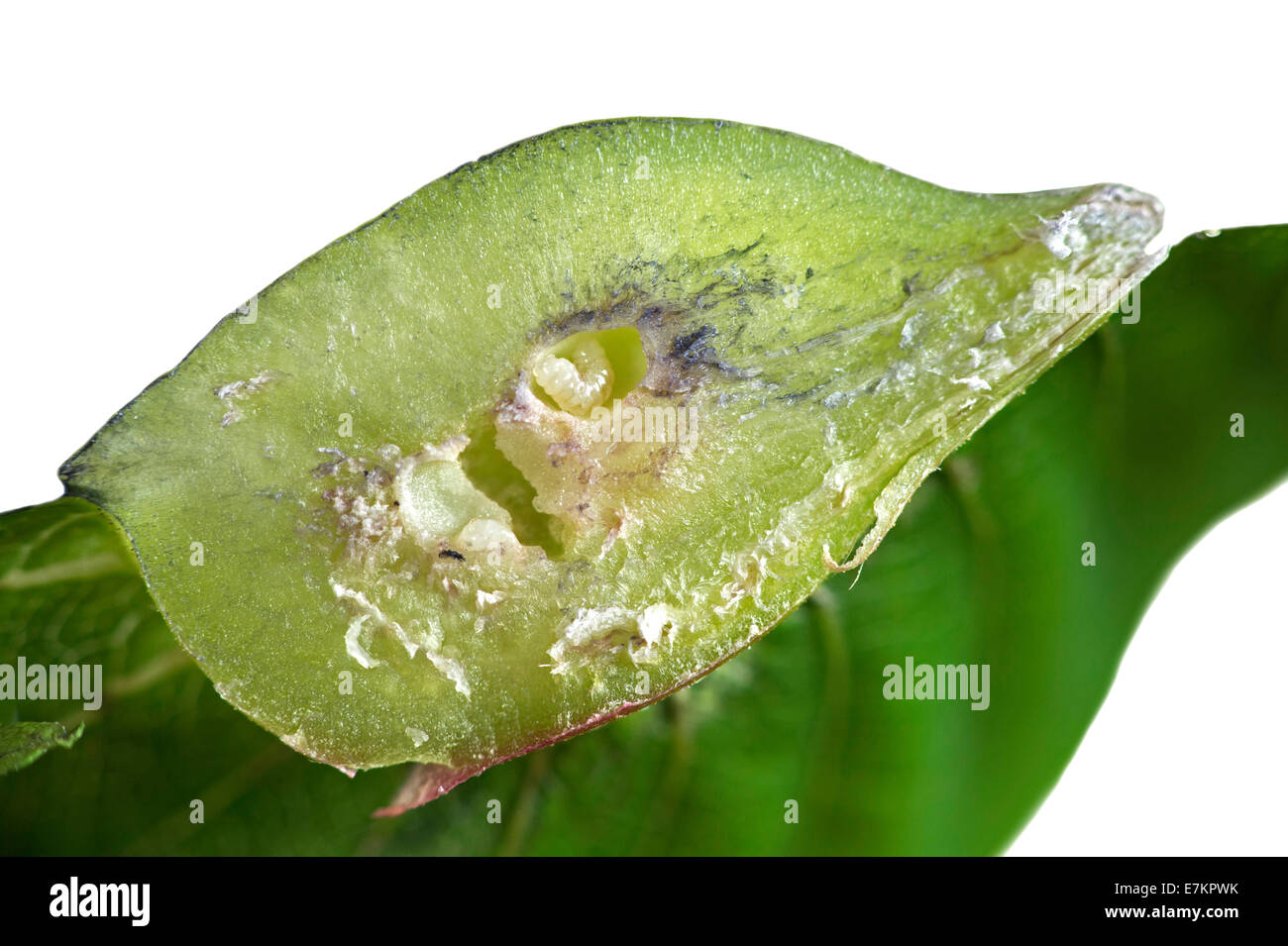 Gall wasp hi-res stock photography and images - Alamy