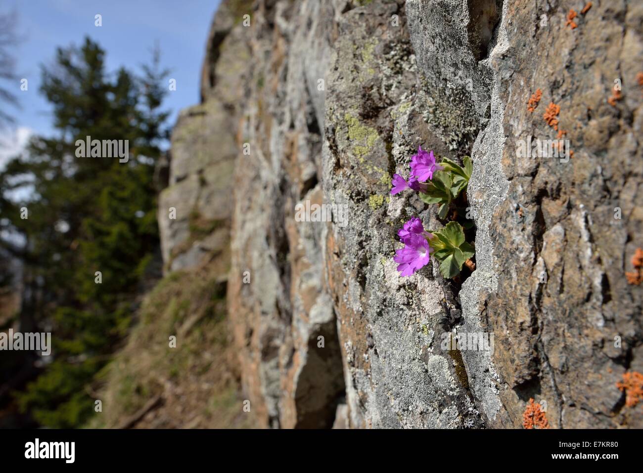 Alpine primrose primula hirsuta hi-res stock photography and images - Alamy
