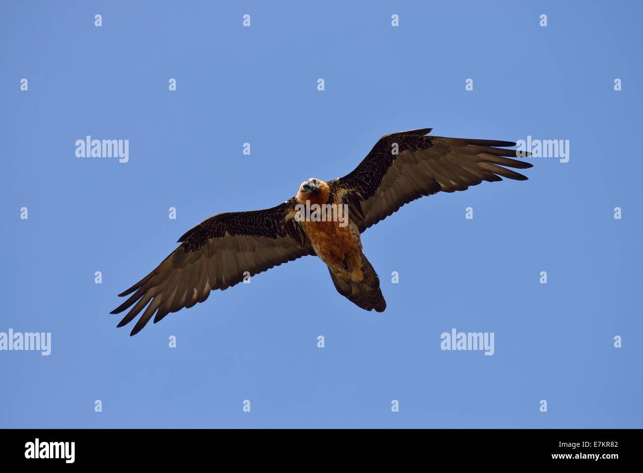 Lammergeier or Bearded Vulture (Gypaetus barbatus), Swiss National Park ...