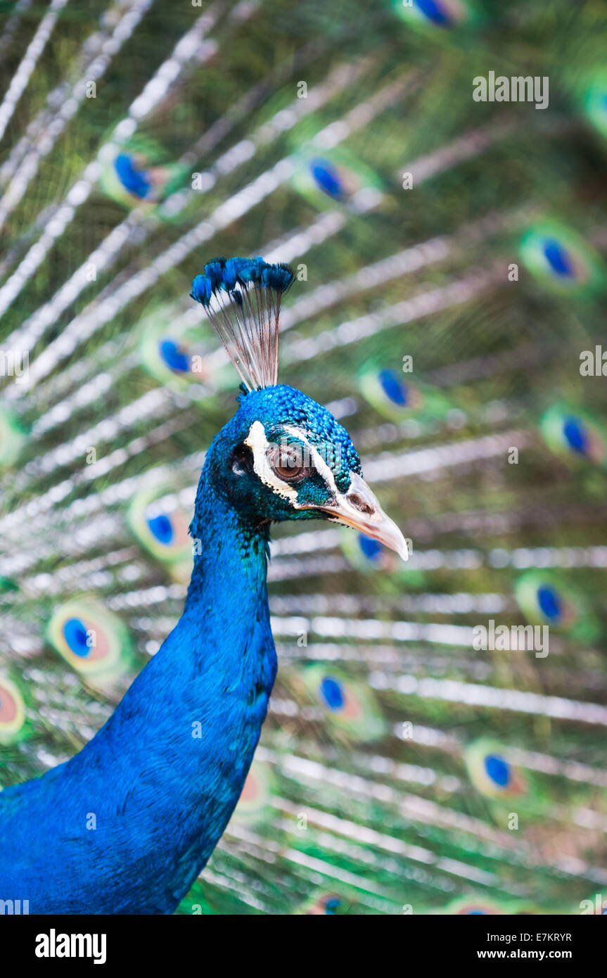 Indian Peafowl Pavo Cristatus In High Resolution Stock Photography and ...