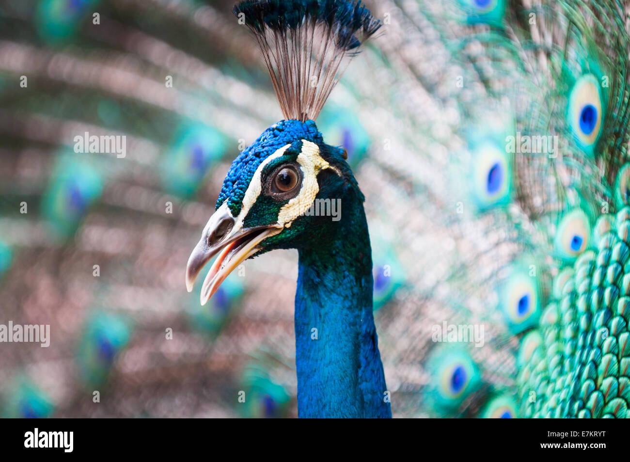 An Indian peacock (Pavo cristatus) at KL Bird Park in Kuala Lumpur ...
