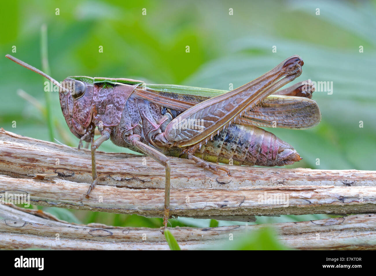 Common green grasshopper Stock Photo - Alamy