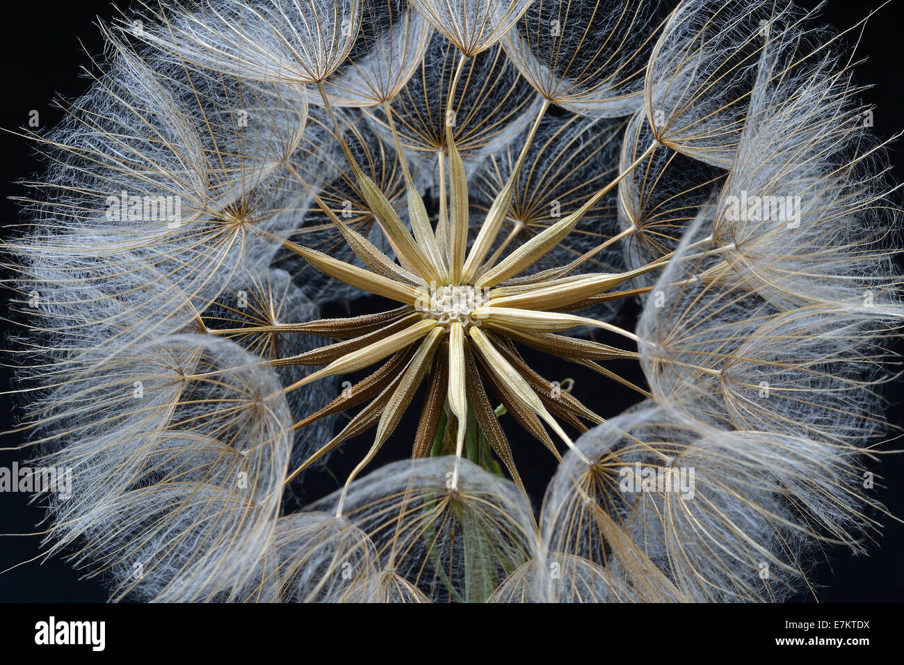 Hawkweed seed head, close-up Stock Photo - Alamy