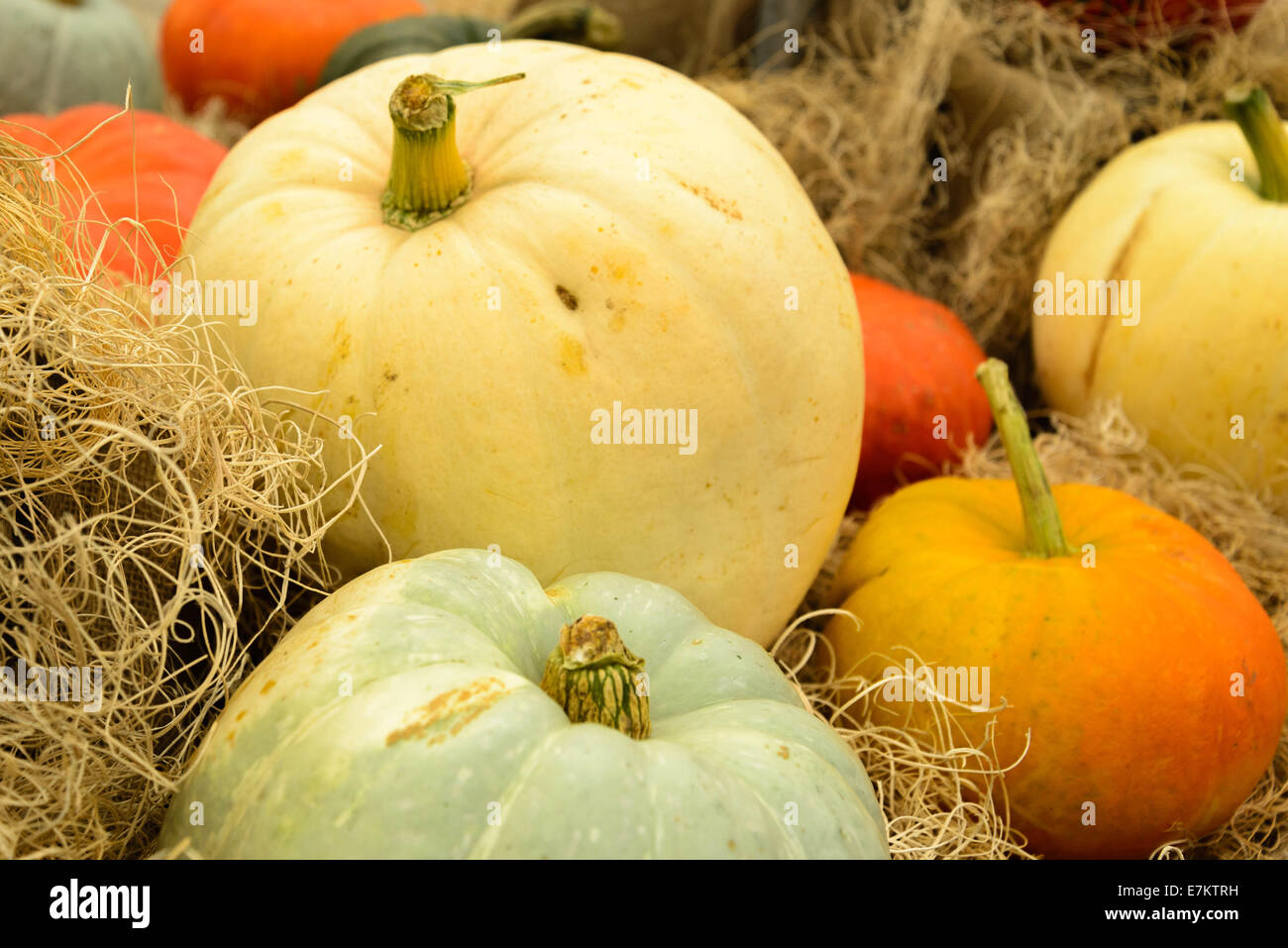 pumpkins and gourds of different colors and sizes Stock Photo - Alamy