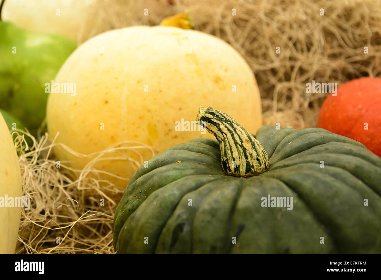 pumpkins and gourds of different colors and sizes Stock Photo - Alamy