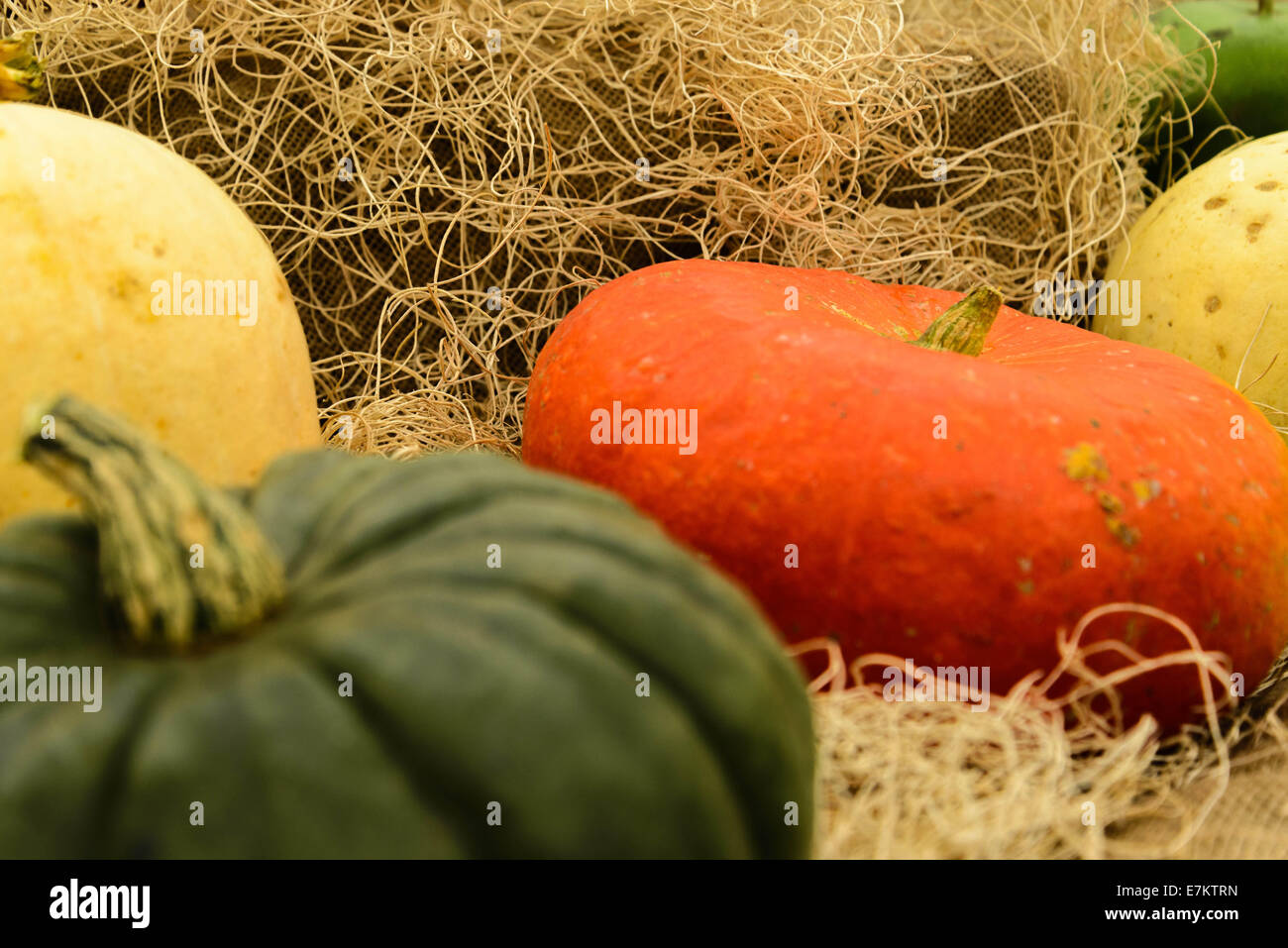 pumpkins and gourds of different colors and sizes Stock Photo - Alamy